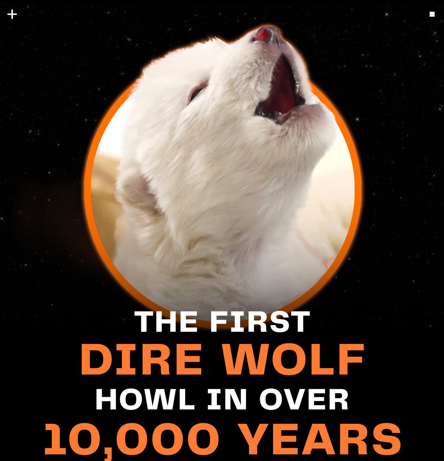 Reviven al lobo huargo de la Casa Stark en la serie 'Juego de Tronos ...